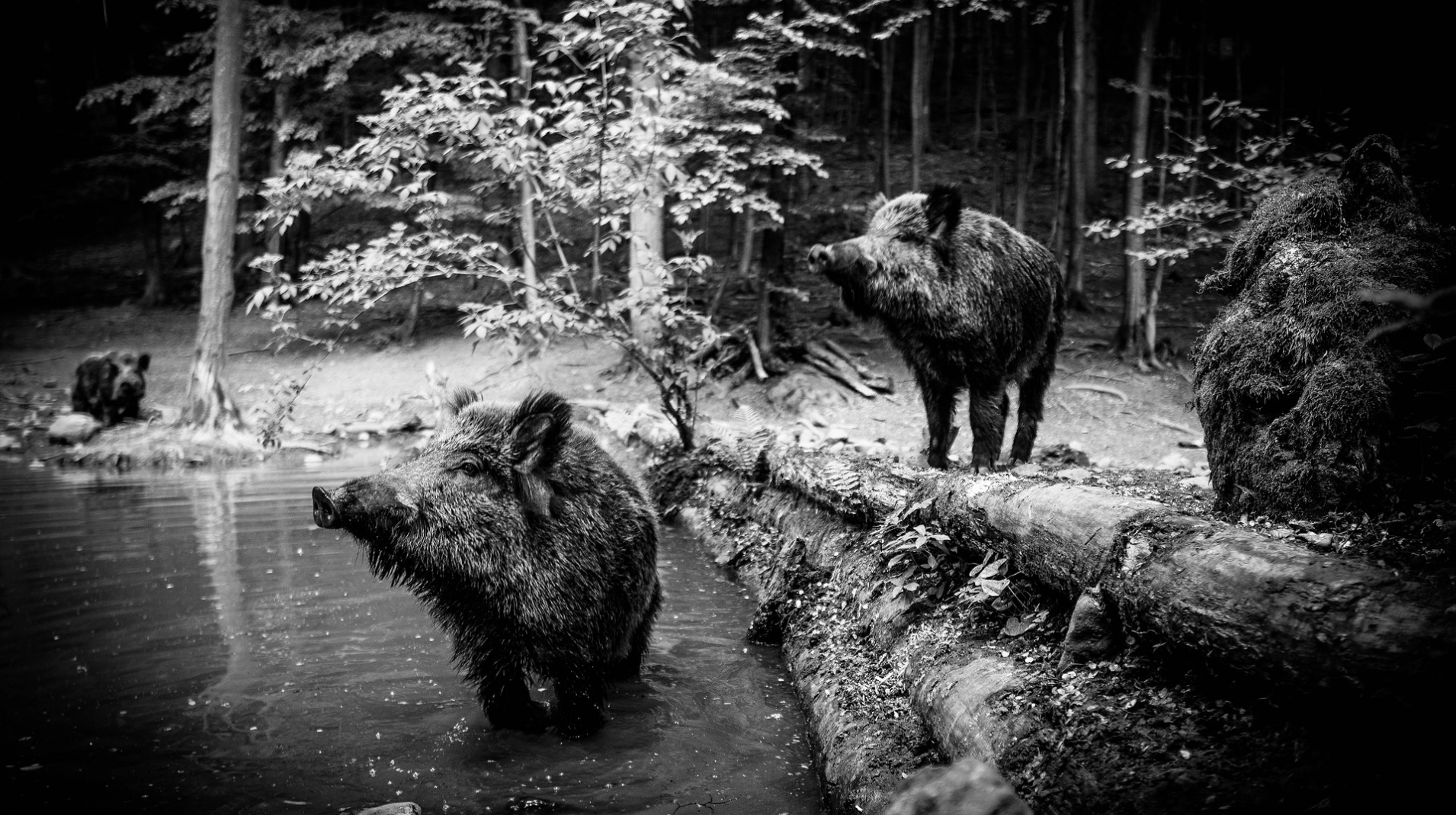 Pakistan Hunting Guides – Hunting Paradise
